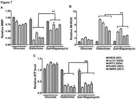 Analysis Of Mitochondrial Functions After Rapamycin Treatment In Lhon
