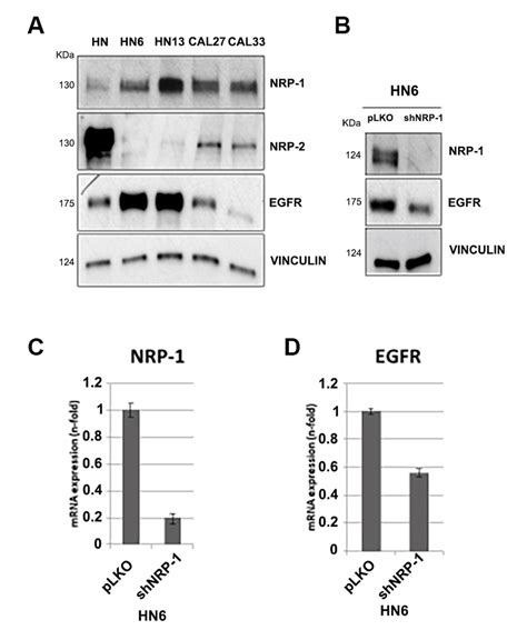 A NRP 1 NRP 2 And EGFR Expression Levels In HNSCC Cell Lines Download Scientific Diagram