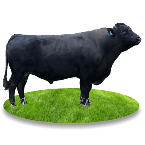 Semen Beku Sexing Sapi Wagyu Sifoya Bbib Singosari