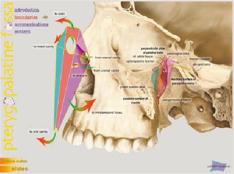 Nerve Of The Pterygoid Canal