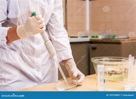 Hand Of Female Scientist Who Is Using Micropipette While Working With Petri Dish Hands On