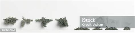 흰색 배경에 고립 된 세트 Picea Pungens Glauca Procumbens 나무의 3d 그림 0명에 대한 스톡 사진 및 기타 이미지 Istock