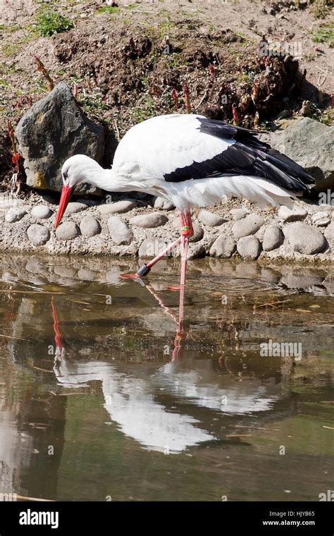 Zoor hi-res stock photography and images - Alamy