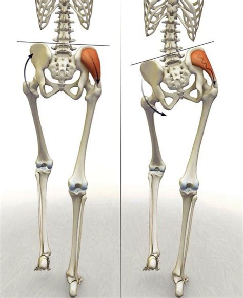 Chiropractic Hip Realignment For Imbalanced Hips Chiropractic Scientist