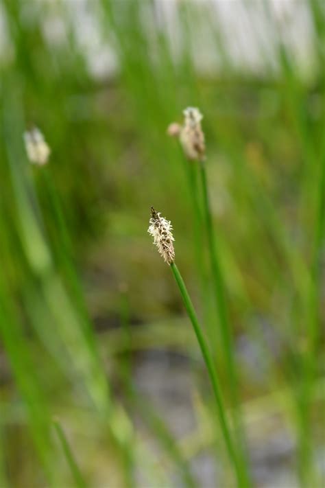 Eleocharis congesta 花言葉学名よくある質問 PictureThis