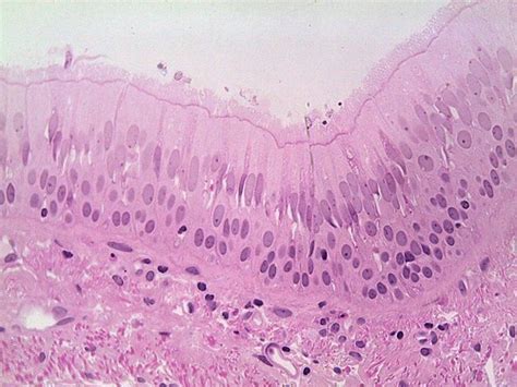 Anatomy Tissue Quiz Flashcards Quizlet