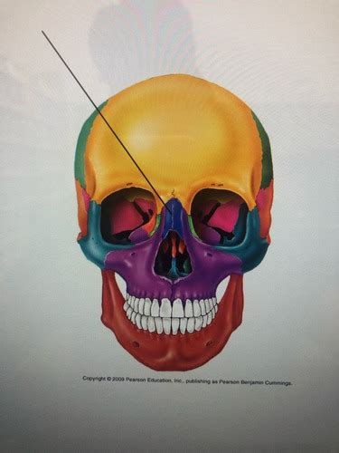 Frontal View Flashcards Quizlet