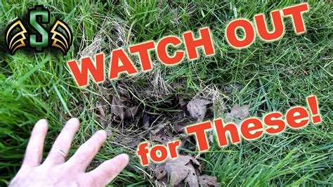 Who Does A Rabbit Burrow Look Like At Harrison Leschen Blog