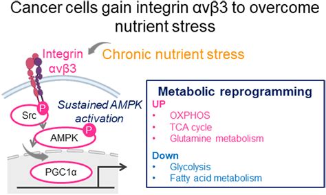 Integrin αvβ3 Upregulation In Response To Nutrient Stress Promotes Lung Cancer Cell Metabolic