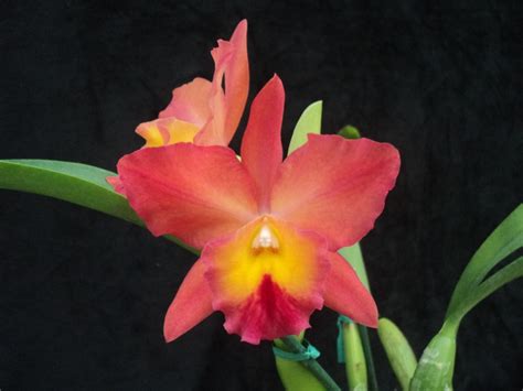 Cattleya Miniature