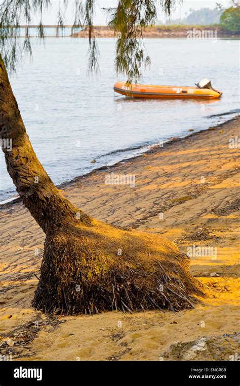 Palm Tree With Roots Hi Res Stock Photography And Images Alamy
