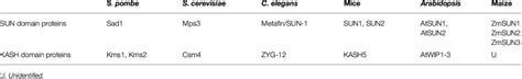 Constituents Of Meiotic Specific Linc Complexes In Various Organisms