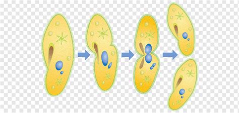 Binary Fission In Paramecium