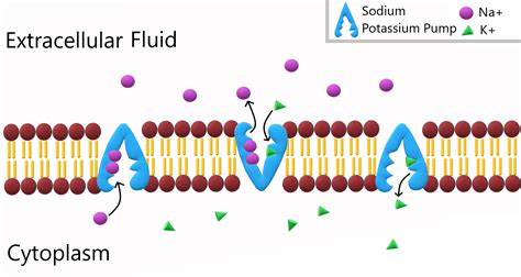 Sodium Potassium Pump Diagram