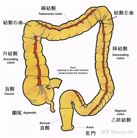 结肠镜检查是什么感觉了解一下结肠镜检查过程及其可能的副作用 知乎