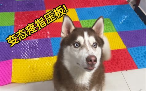 当哈士奇遇见变态疼指压板它敢不敢走呢 哈仔十一 哈仔十一 哔哩哔哩视频