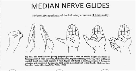 Median Nerve Gliding Exercises Kevinilgraham