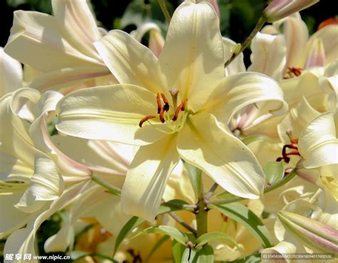 丁香花摄影图花草生物世界摄影图库昵图网