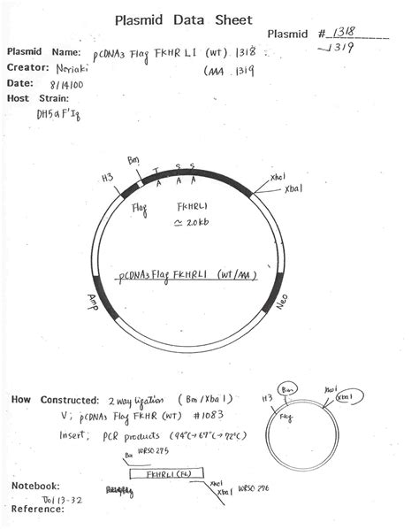 Addgene 1319 Pcdna3 Flag Fkhrl1 Aaa