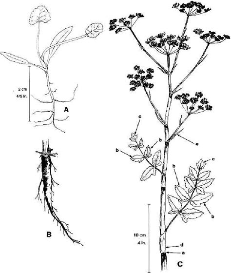 Wild Parsnip Pastinaca Sativa L A Seedling B Taproot And C