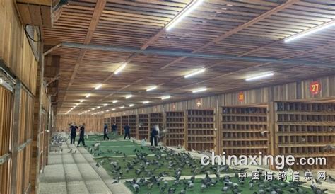 陆翔公棚收鸽季日常养训动态第6期 河北陆翔国际赛鸽公棚 中信网各地公棚