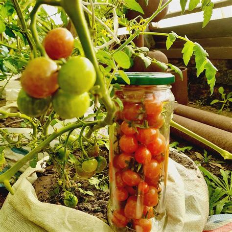 Үр үрсэлгээ тариалалт