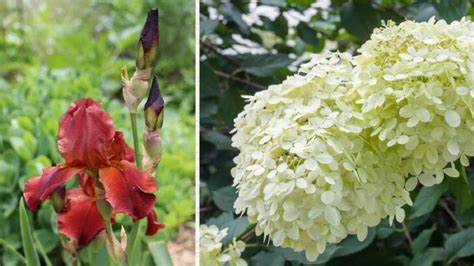 Plants For Clay Soil Flowers Shrubs And Trees