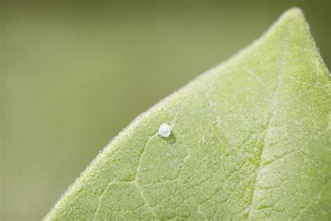How Do Aphids Reproduce Asexually Explained Whats That Bug