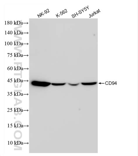 Cd94 Antibody 84466 4 Rr Proteintech
