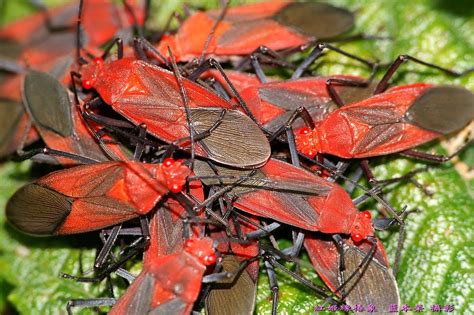 藍本榮老師台灣生態寫真 紅姬緣椿象