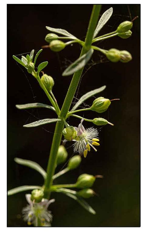 Malaanis Scoparia Dulcis Sweet Broom Philippine Alternative