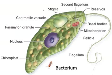 Knowledge Test Week 4 Flashcards Quizlet