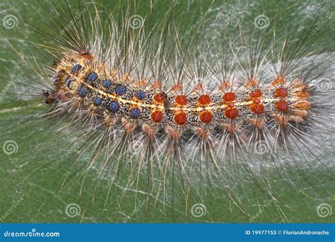 Gypsy Moth Lymantria Dispar Stock Image Image Of Close Hairy