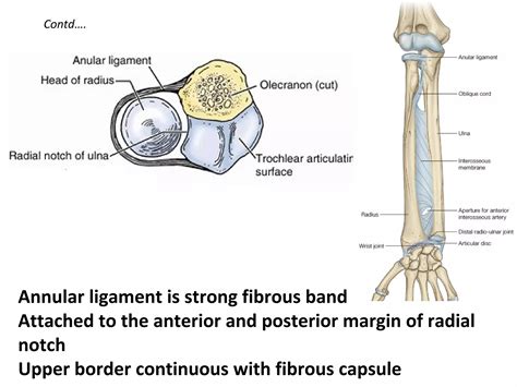 Radio Ulnar And Wrist Joints Ppt