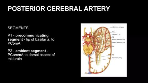 Neurovascular Anatomy Pptx Brain And Nervous System Disorders Diseases And Conditions
