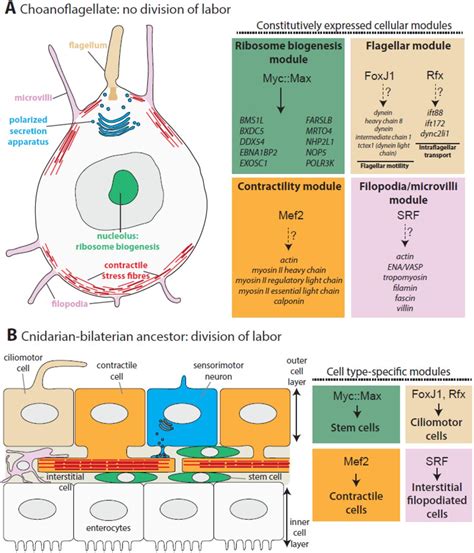 Animal Cell Flagella A Tour Of The Cell Online Presentation Maybe