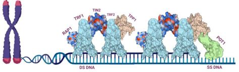 Trf1 And Trf2 Pioneering Targets In Telomere Based Cancer Therapy Pmc