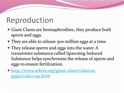 Ppt Bivalves ~ Giant Clam Powerpoint Presentation Free Download Id
