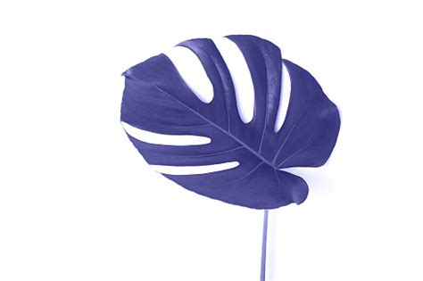 포네타 델리시오사 나 스위스 치즈 식물의 잎은 흰색 배경에 보라색으로 톤 매우 페리 색상 2022 0명에 대한 스톡 사진 및 기타 이미지 Istock