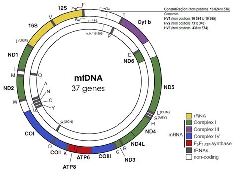 Mitochondrial Dna In Human Identification A Review Peerj