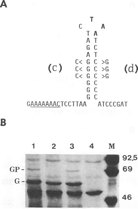 Mutational Analysis Of The Putative Secondary Stem Loop Structure A
