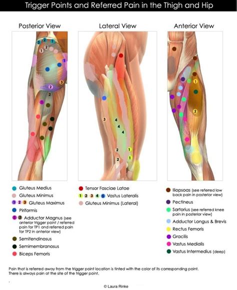 Gym Friendly Hip And Thigh Trigger Point Map Artofit