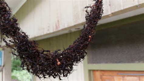 Thousands Of Ants Build An Amazing Bridge With Their Bodies