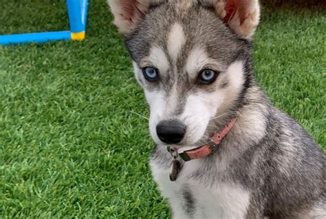 The Beautiful Coat Colors Of The Alaskan Klee Kai