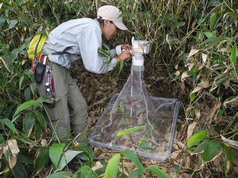 蔵王生物群集保護林等におけるアオモリトドマツ枯損状況の把握調査 実績紹介 株式会社グリーンシグマ