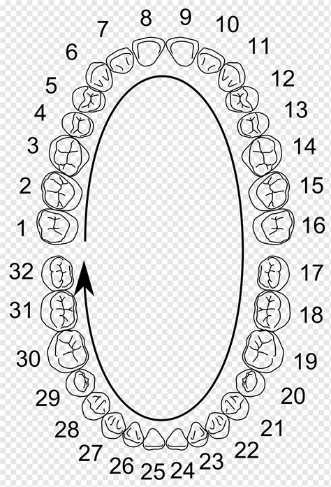 Sistema De Numeração Universal Notação Dental Dente Humano Federação