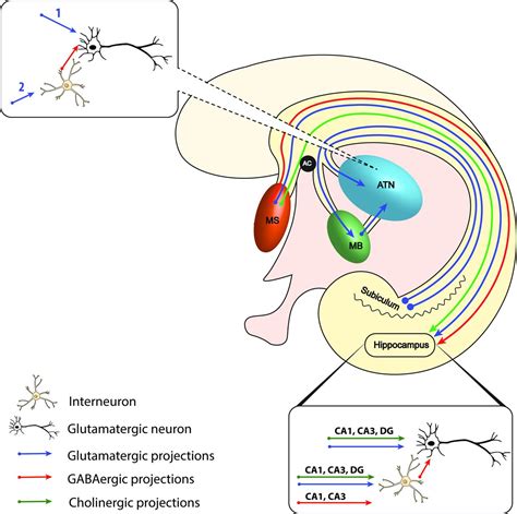 Fornix Function The Commissure Of The Fornix Also Serves To Connect The Two