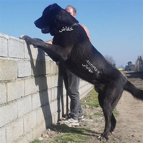 سگ سرابی مجموعه پرورش سگ سرابی یدالله جهانبانی ️