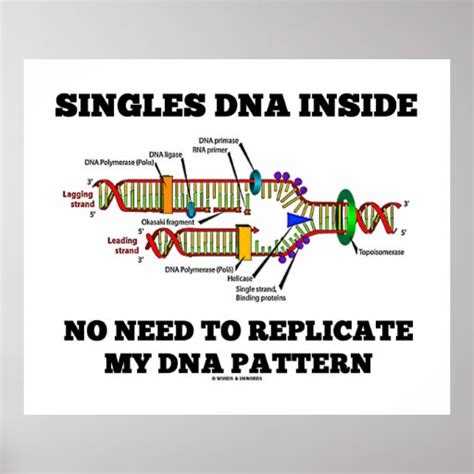 Dna Replication Posters Dna Replication Prints Art Prints Poster