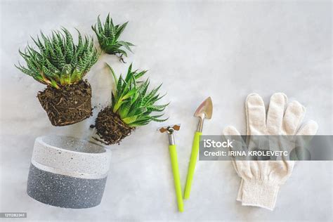 실내 꽃과 식물을 이식 대리석 테이블에 다육 식물 콘크리트 냄비 흰색 장갑 갈퀴와 삽 도구의 새싹 개념 꽃 재배 또는 원예 맨 위 보기 플랫 레이 복사 공간 식물에 대한